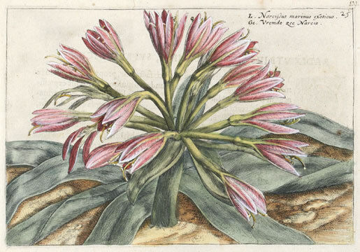 Hortus Floridus | Crispijn van de Passe