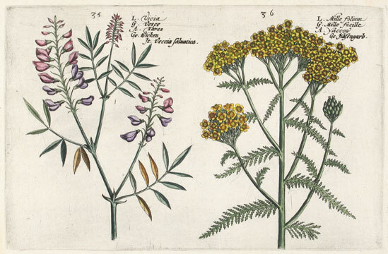 Hortus Floridus | Crispijn van de Passe