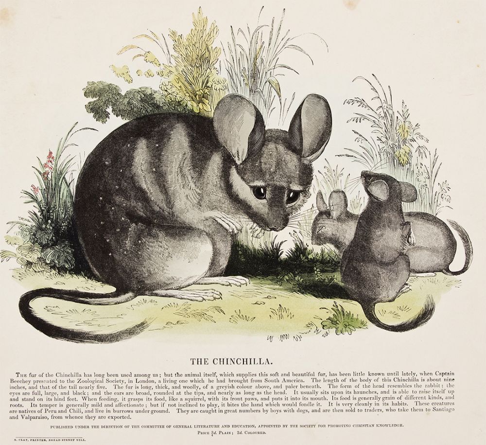 The Chinchilla. Plates Illustrative of Natural History | Josiah Wood ...