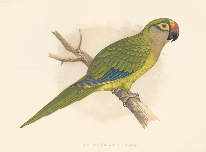 Golden-Crowned Conure. Parrots in Captivity | William Thomas Greene